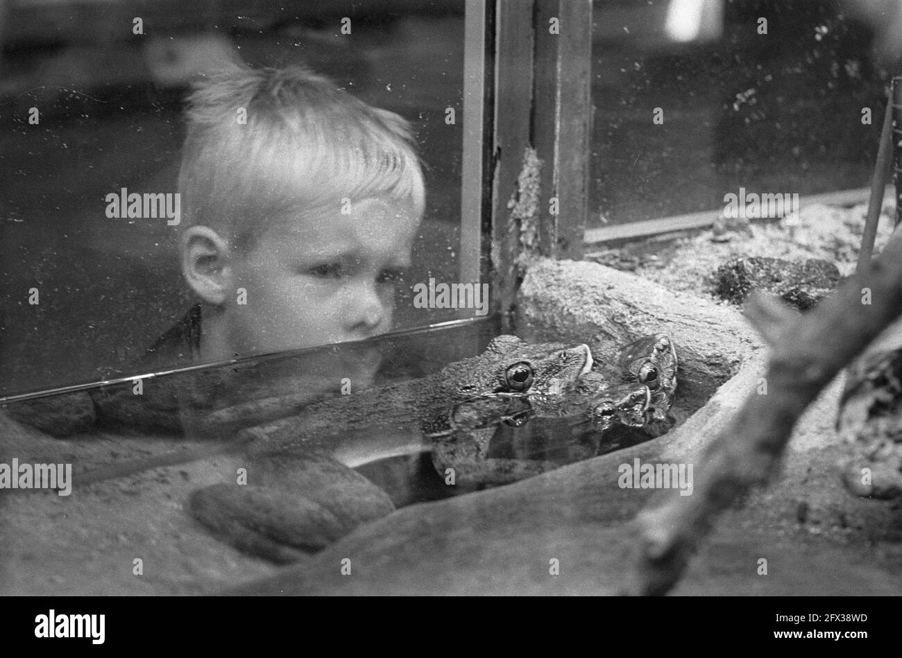 Artis added three carnivorous frogs hi-res stock photography and images ...