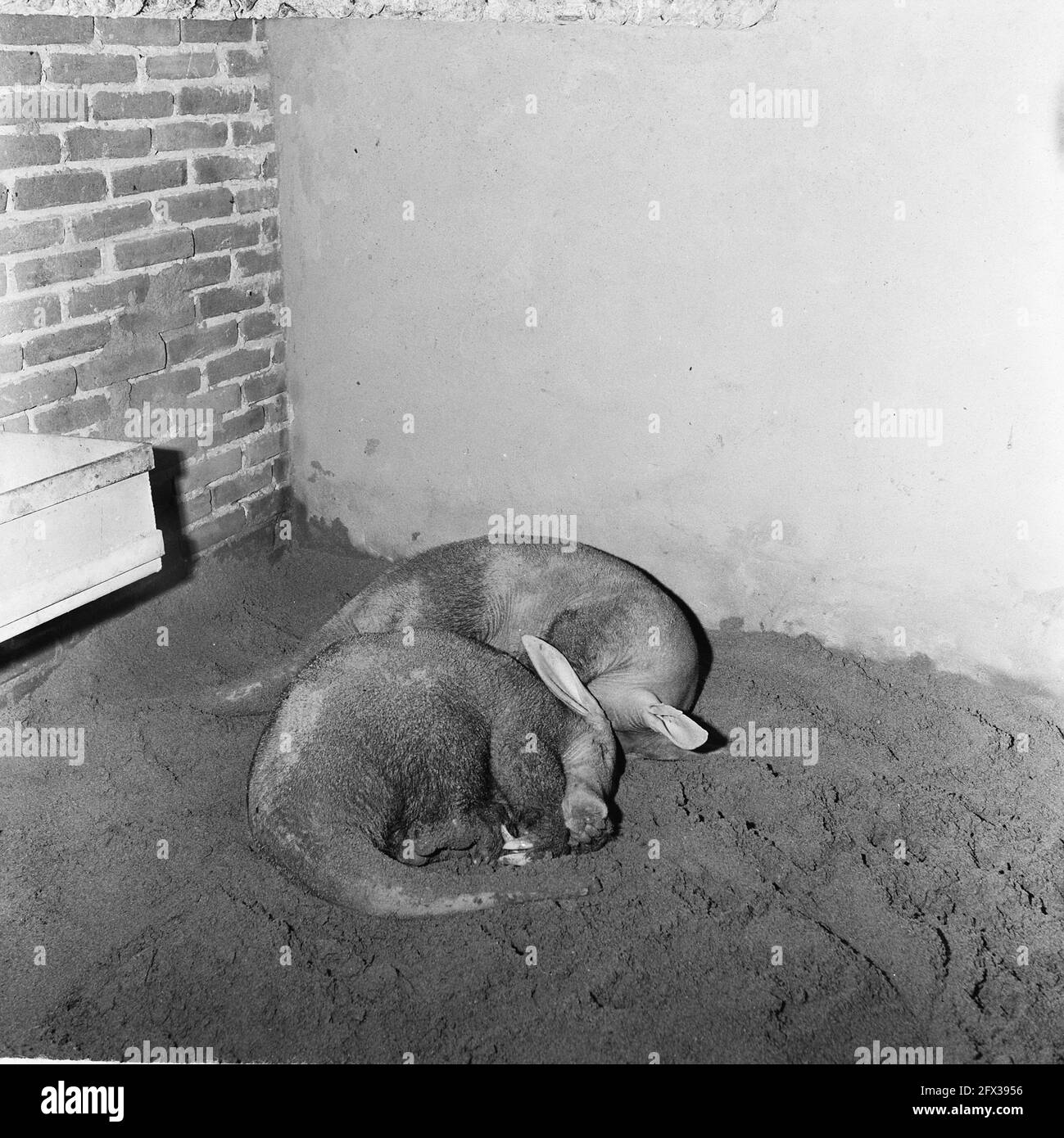 Aardvarks again hi-res stock photography and images - Alamy