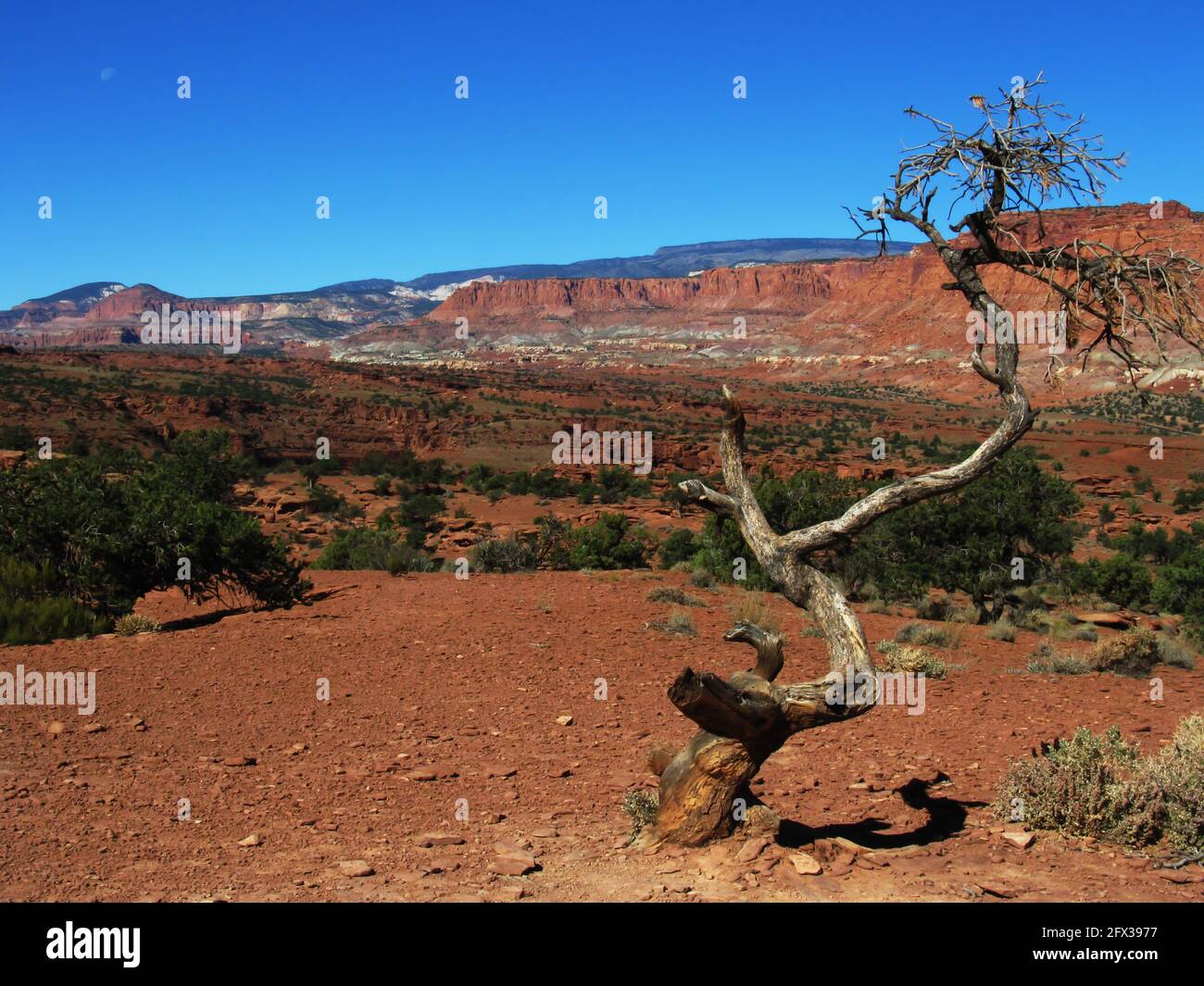 A dead tree at Panorama point, one of the viewpoints in Capitol Reef ...