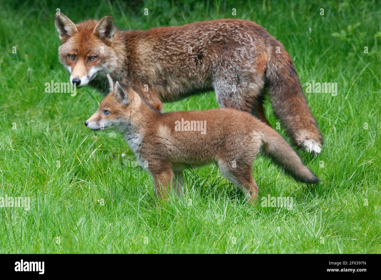London, UK, 25 May 2021: a male fox and his cub in a garden in Clapham ...