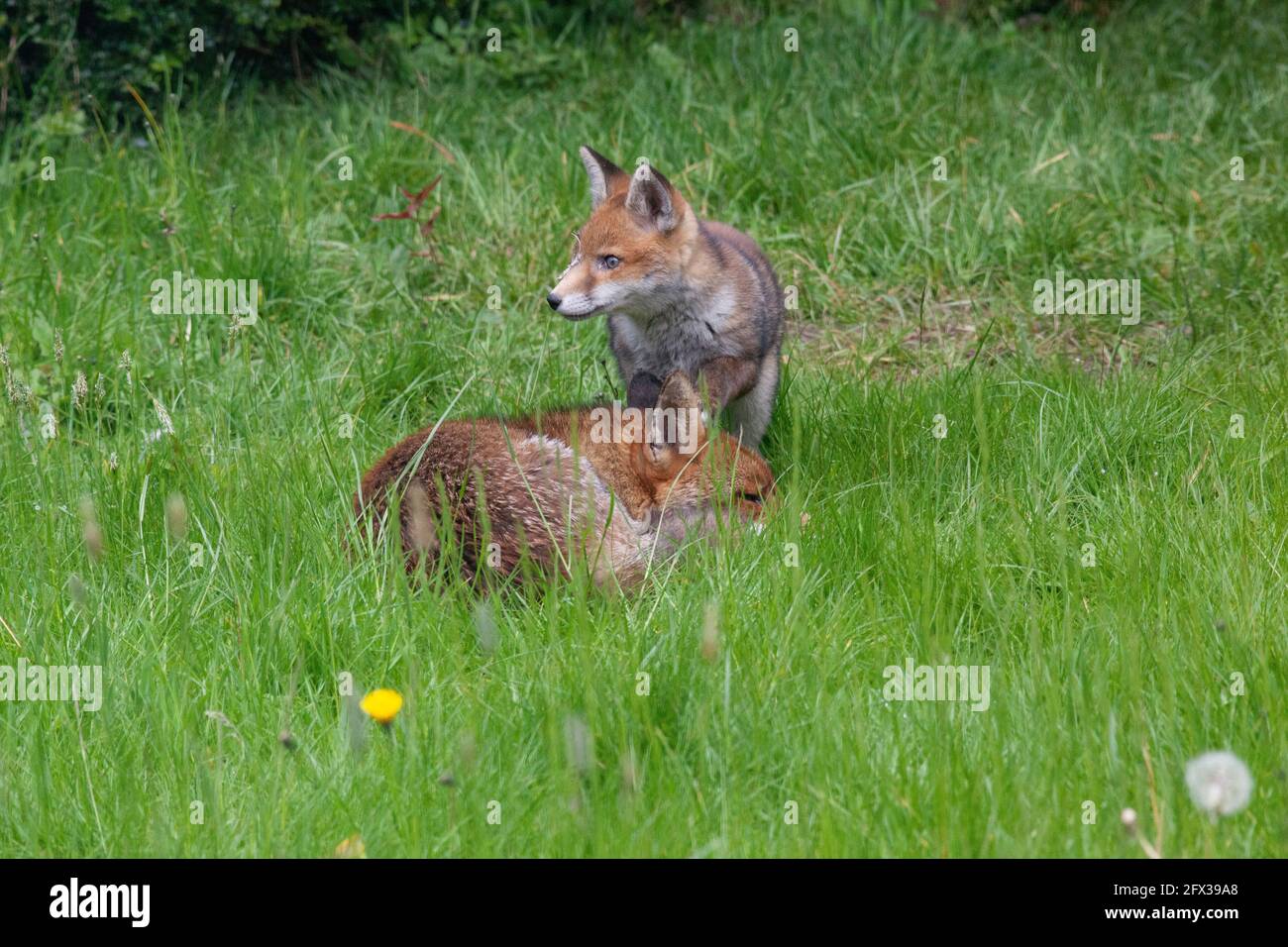 London, UK, 25 May 2021: a male fox and his cub in a garden in Clapham ...