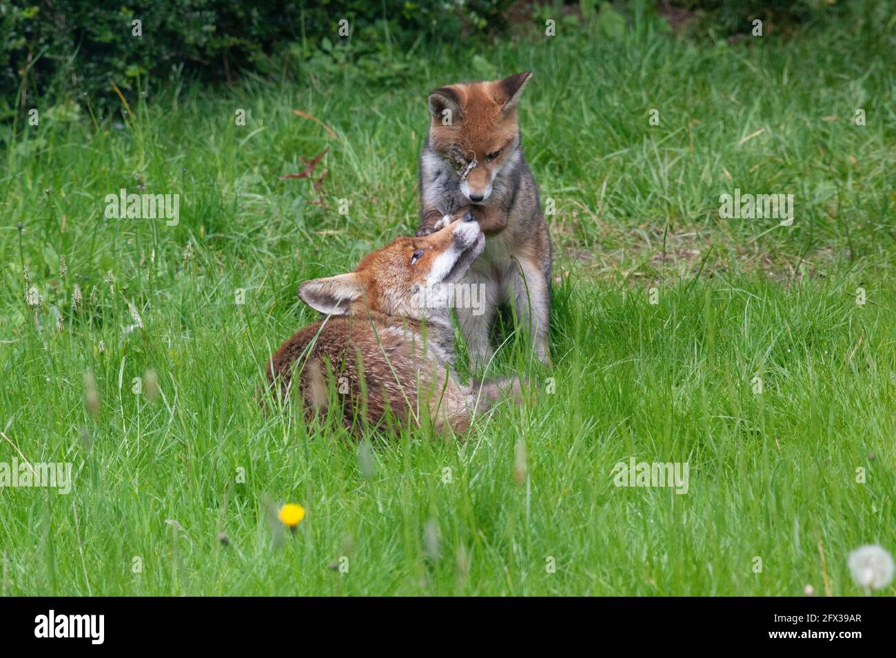 London, UK, 25 May 2021: a male fox and his cub in a garden in Clapham ...