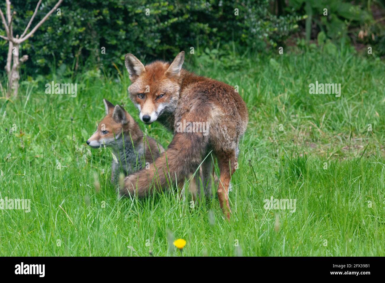 London, UK, 25 May 2021: a male fox and his cub in a garden in Clapham ...