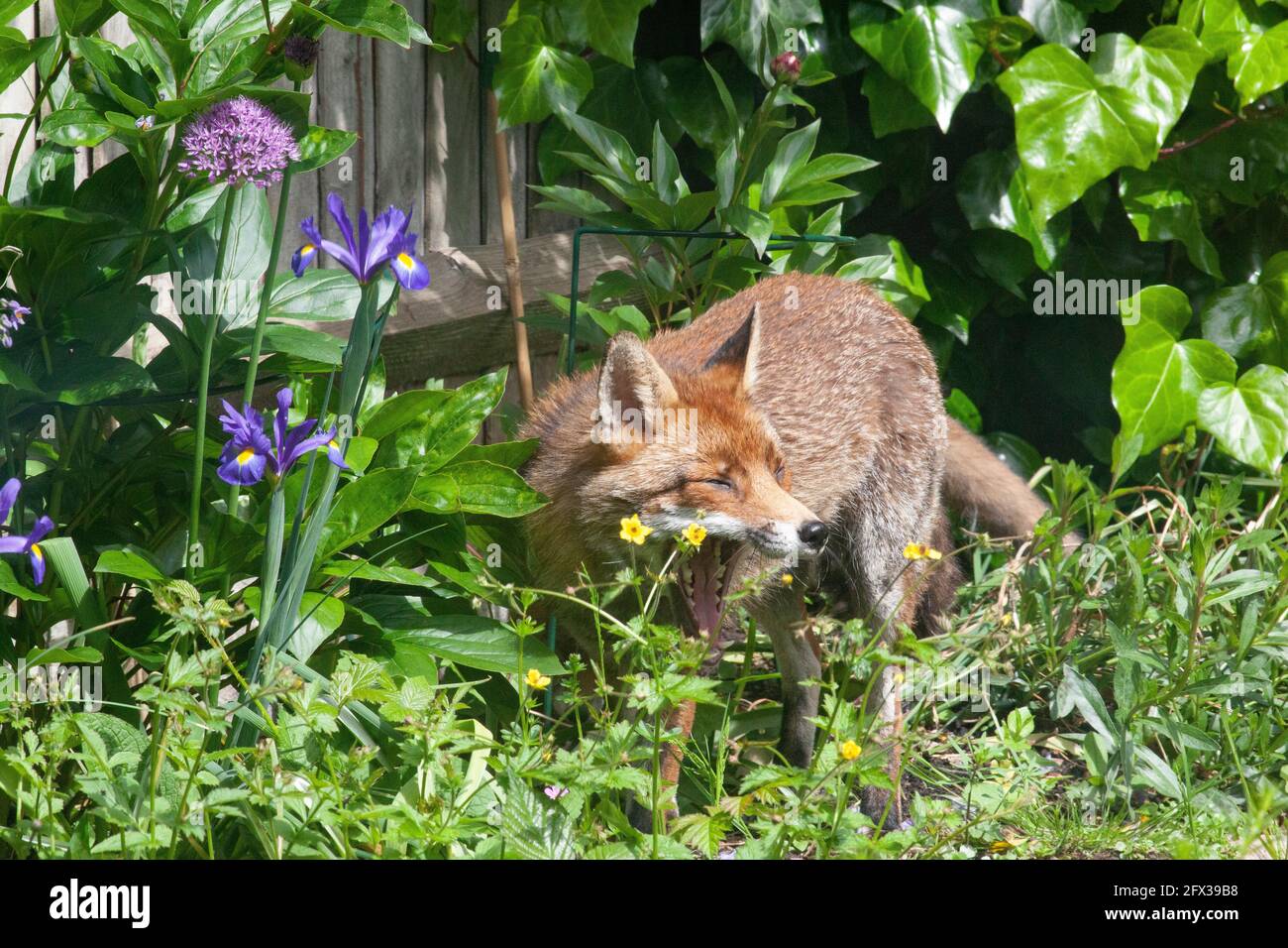 London, UK, 25 May 2021: a male fox yawning in a garden in Clapham ...