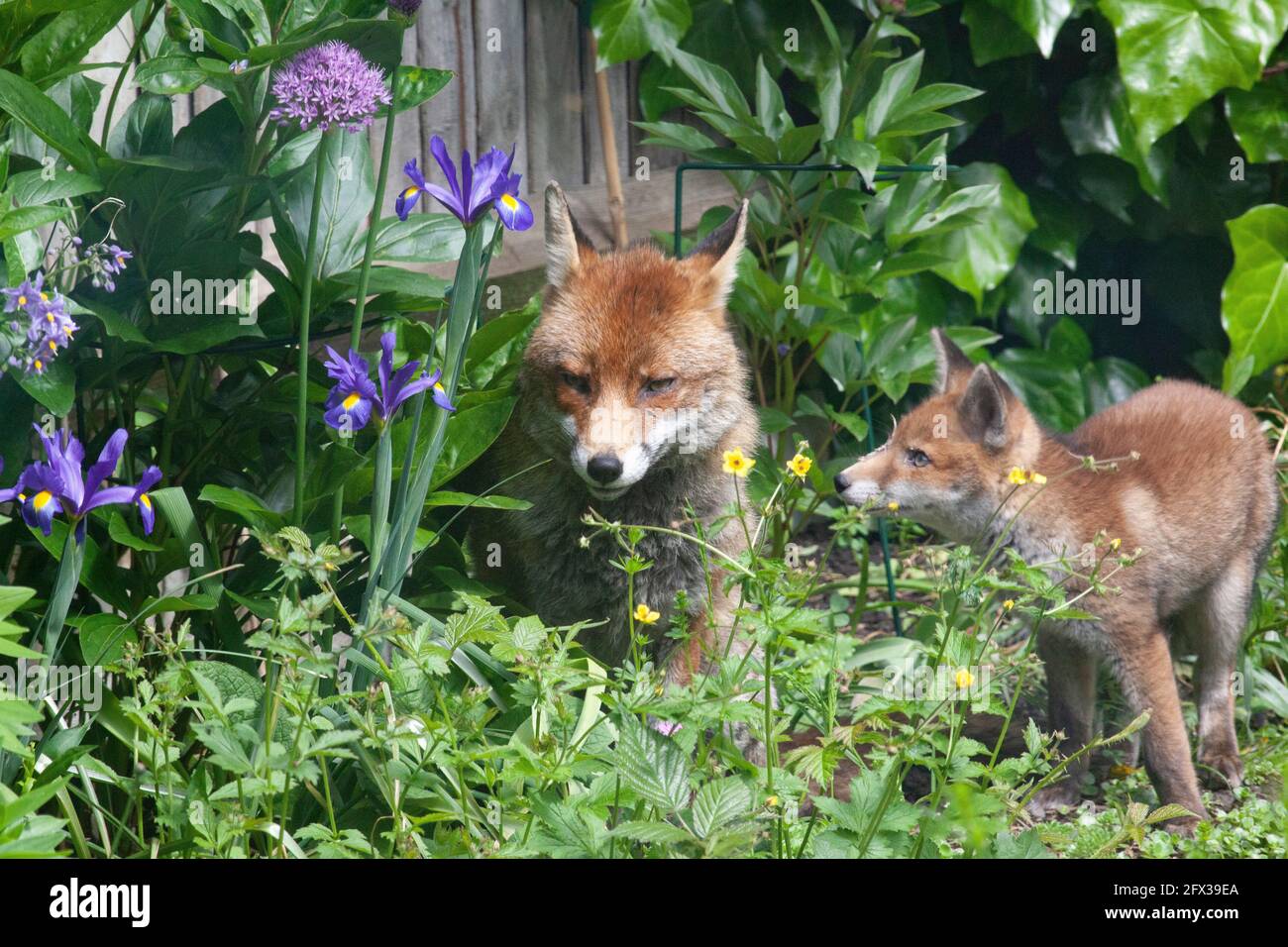 Father fox hi-res stock photography and images - Alamy