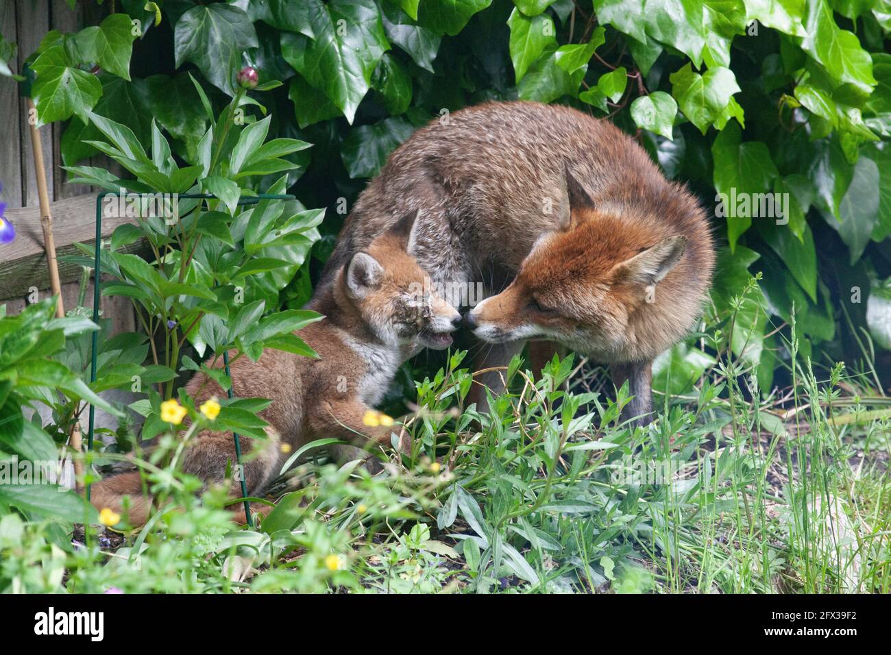 London, UK, 25 May 2021: a male fox and his cub in a garden in Clapham ...