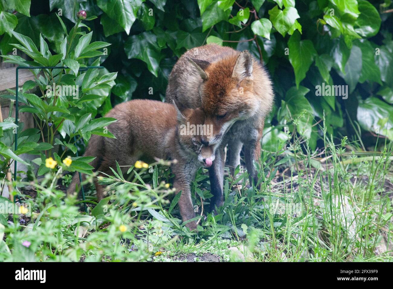 London, UK, 25 May 2021: a male fox and his cub in a garden in Clapham ...