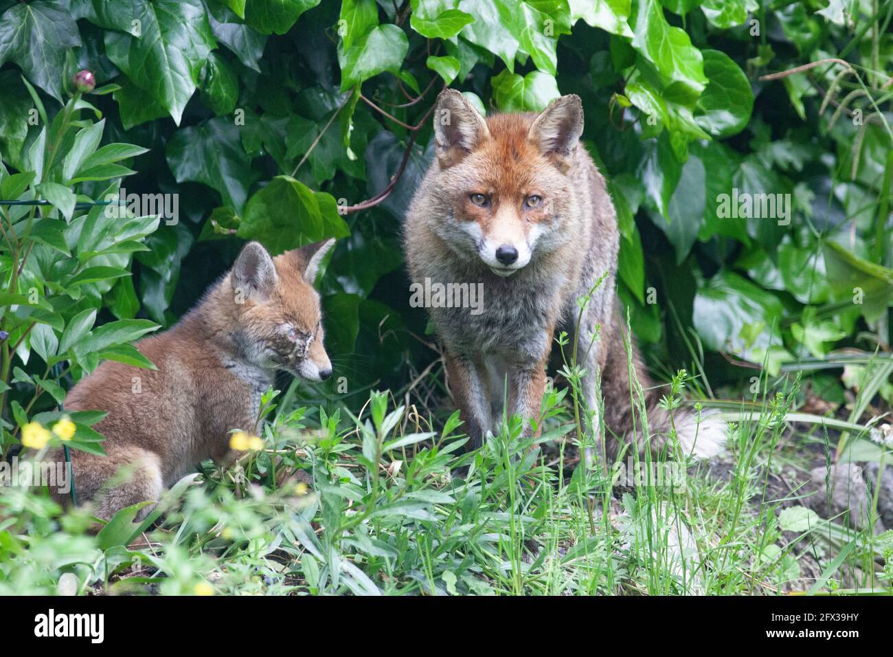 Father fox hi-res stock photography and images - Alamy