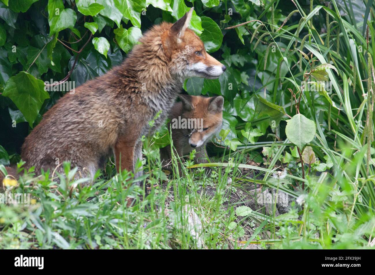 London, UK, 25 May 2021: a male fox and his cub in a garden in Clapham ...