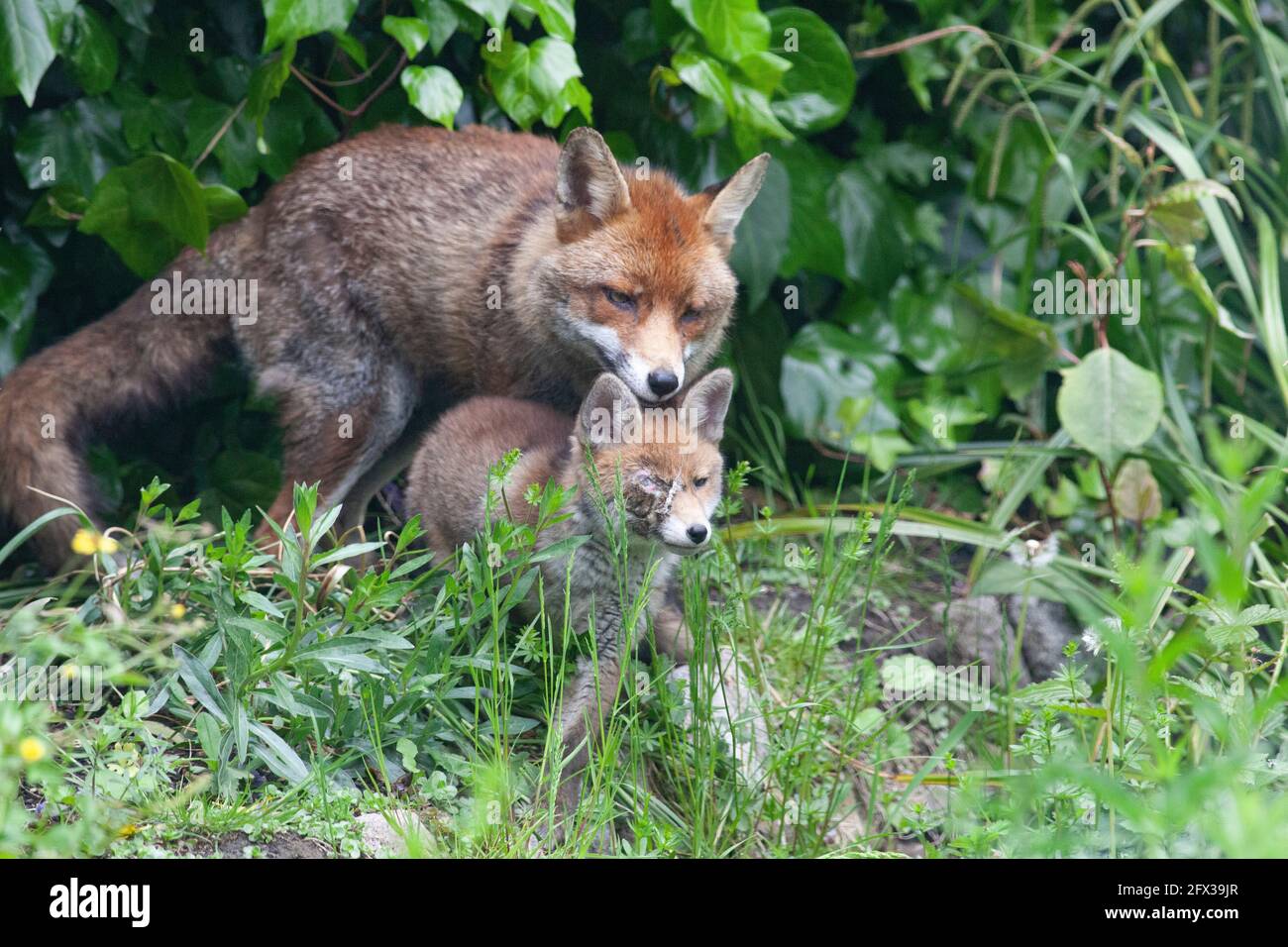London, UK, 25 May 2021: a male fox and his cub in a garden in Clapham ...