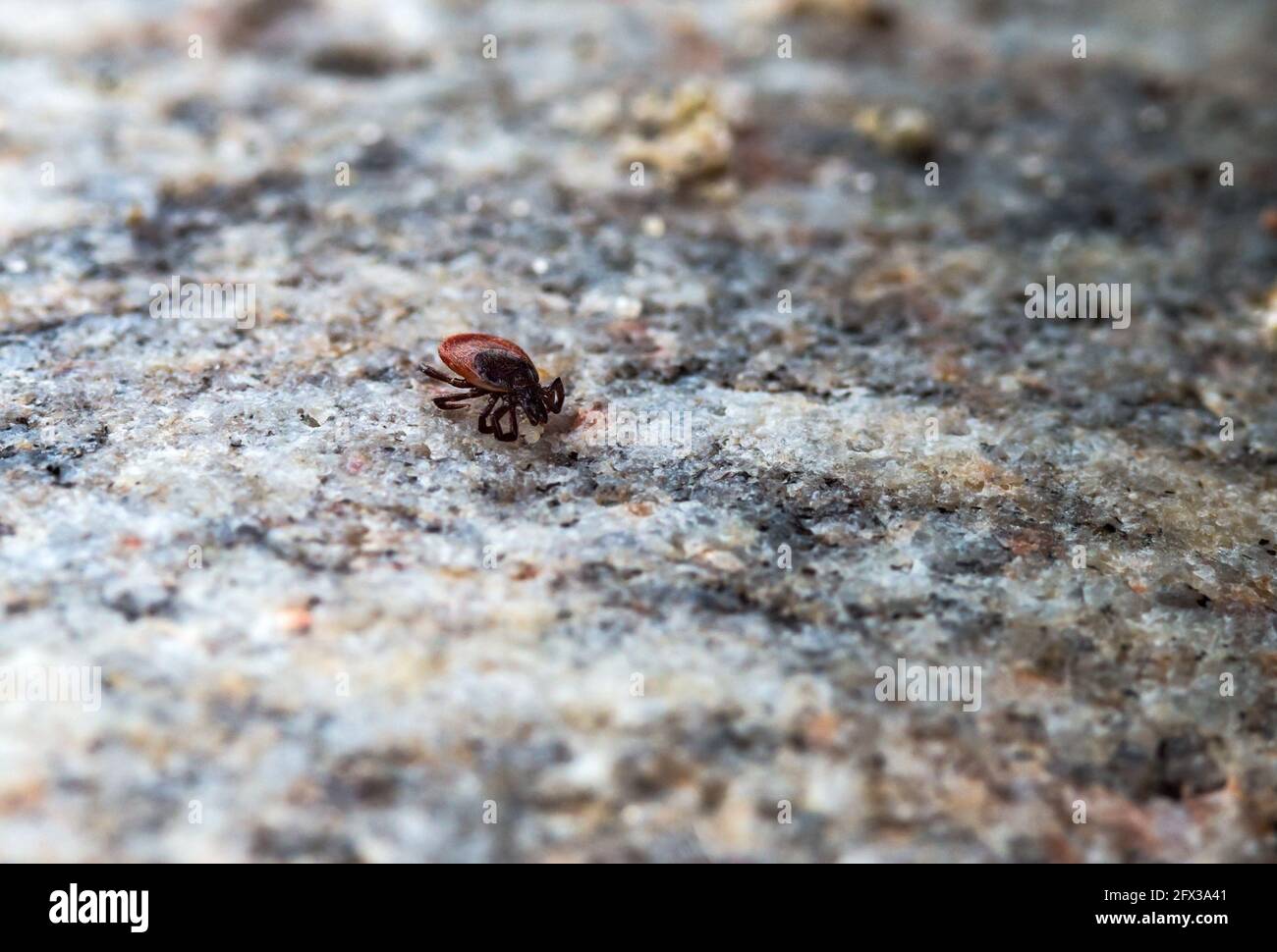 Female wood tick. Mite on the stone. Tick bite season Stock Photo - Alamy