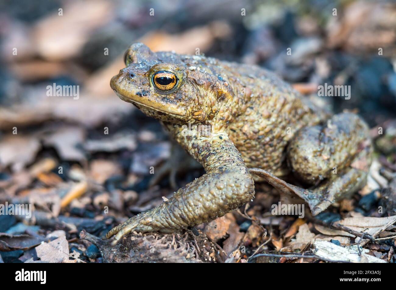 A frog in the woods. Forest Toad. Amphibian jumping through the woods ...