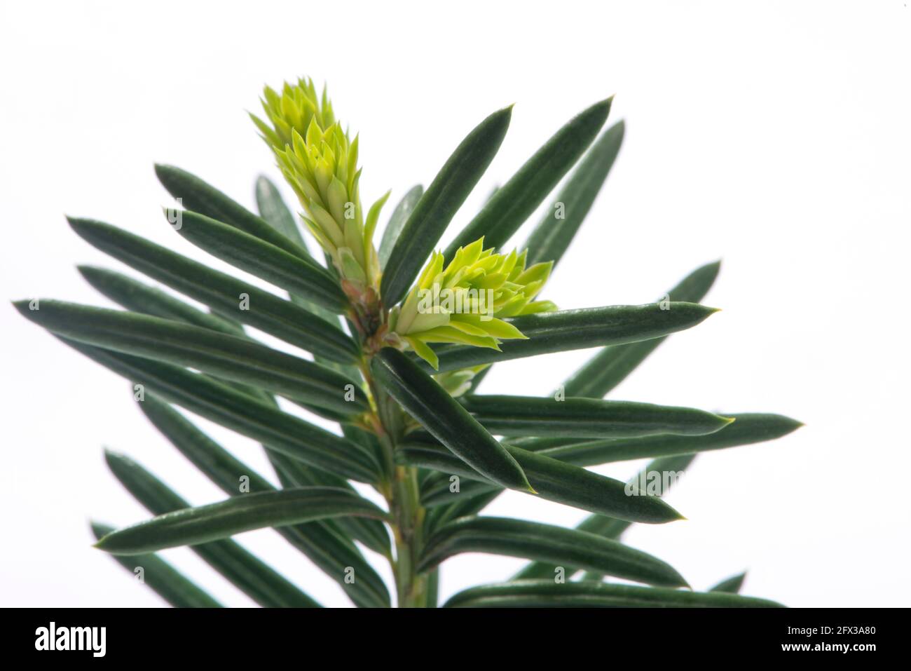 Hemlock twig with bright green tips isolated on white background ...