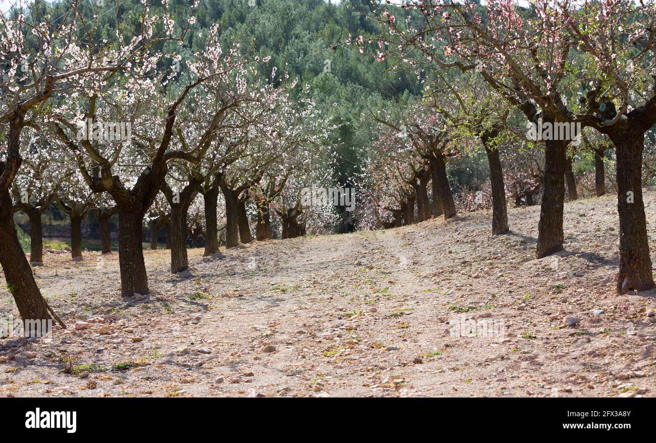Plantation of almond tree Stock Photo - Alamy