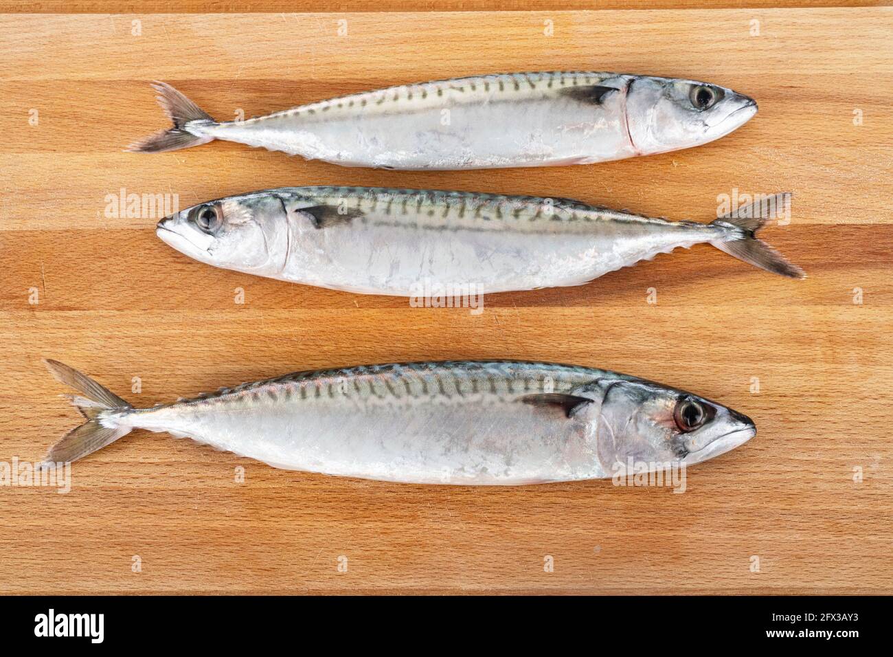 Mackerel fish in front of white background Stock Photo - Alamy