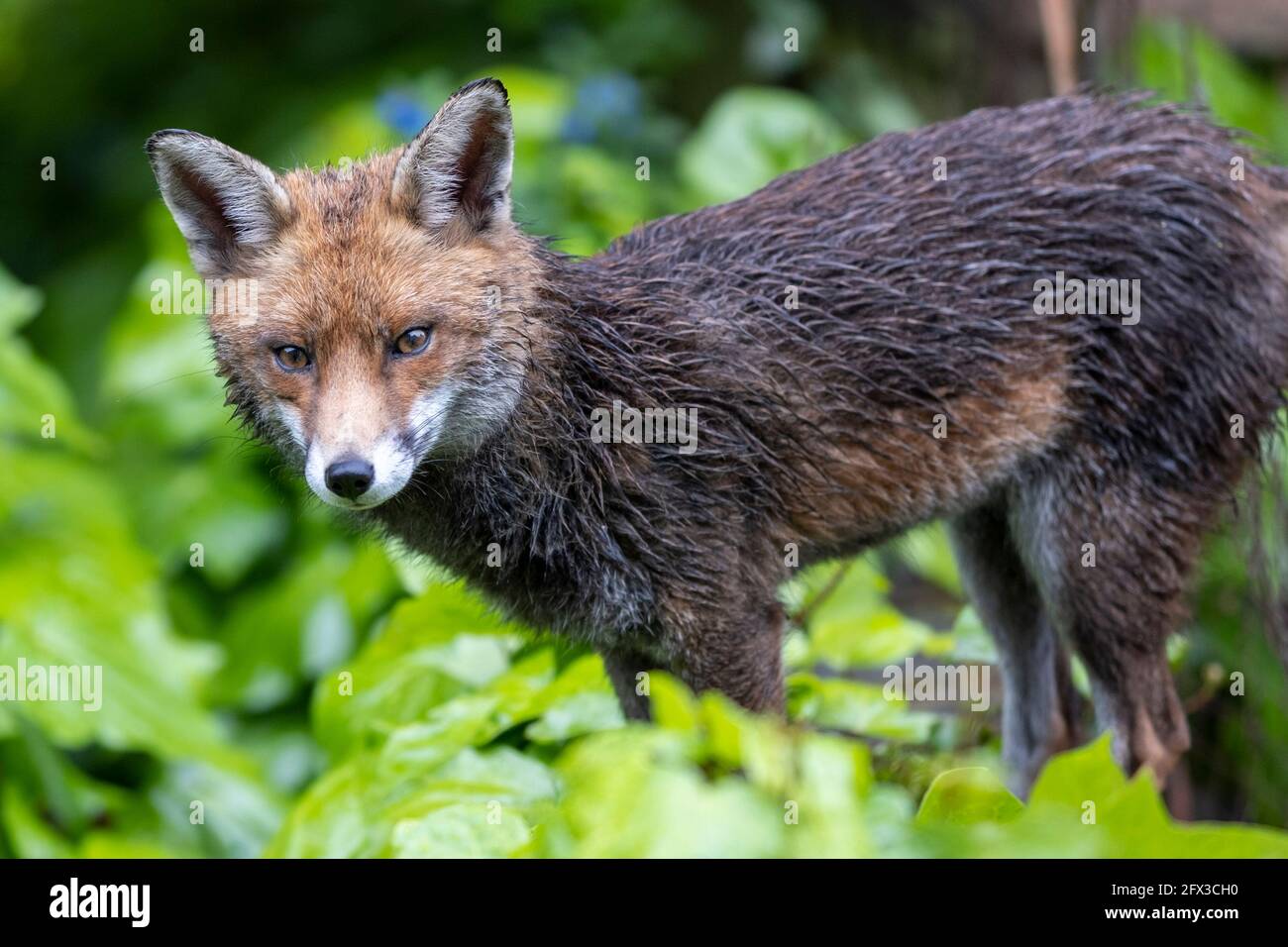 An urban fox in a garden in Camden Town in London showing curiosity in ...