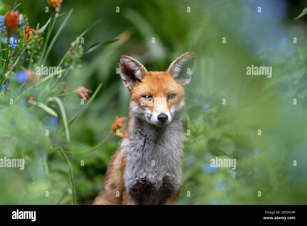 An urban fox in a garden in Camden Town in London showing curiosity in ...