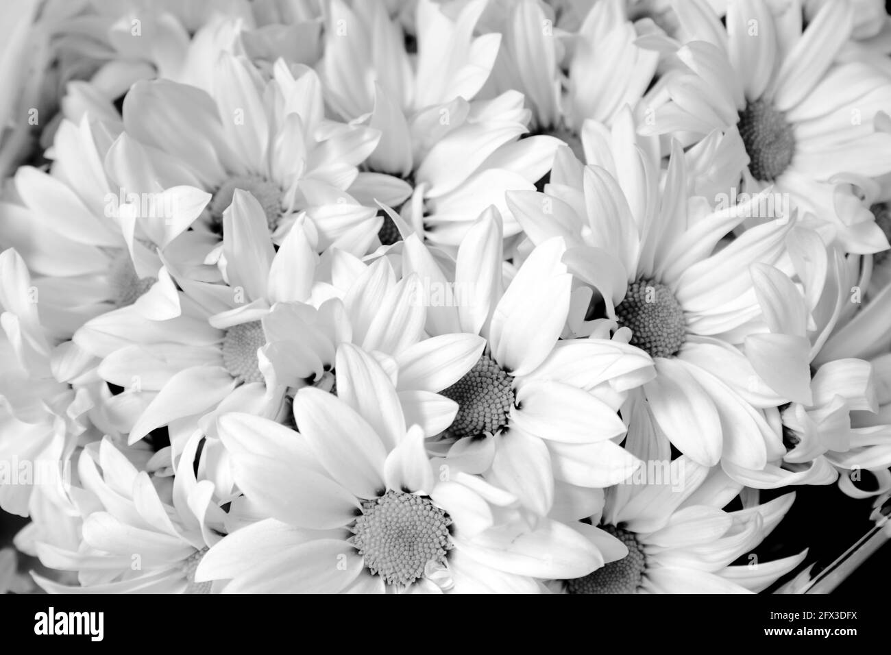 Pink thistle Black and White Stock Photos & Images - Alamy