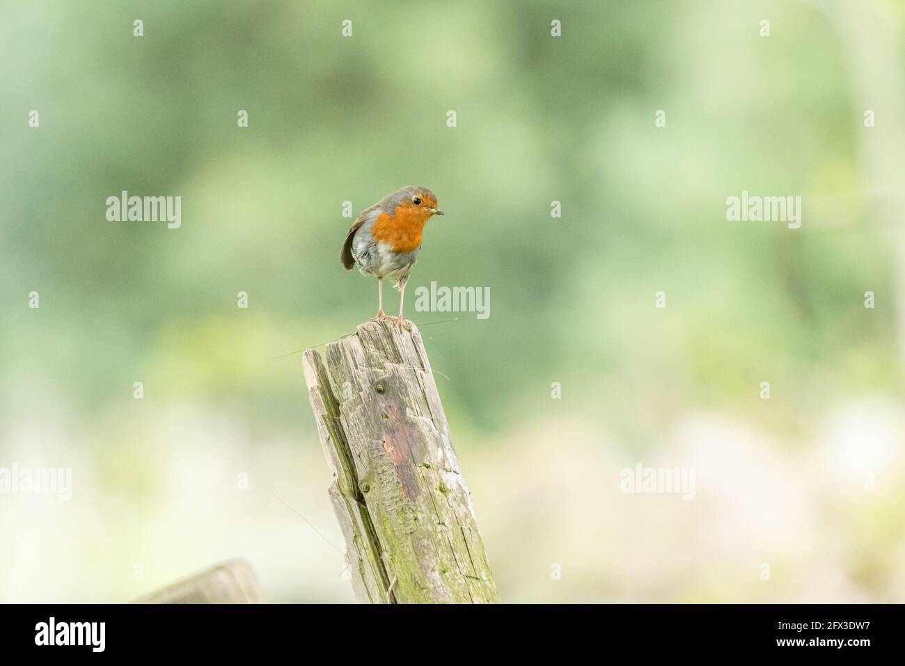 Robin holding food hi-res stock photography and images - Alamy