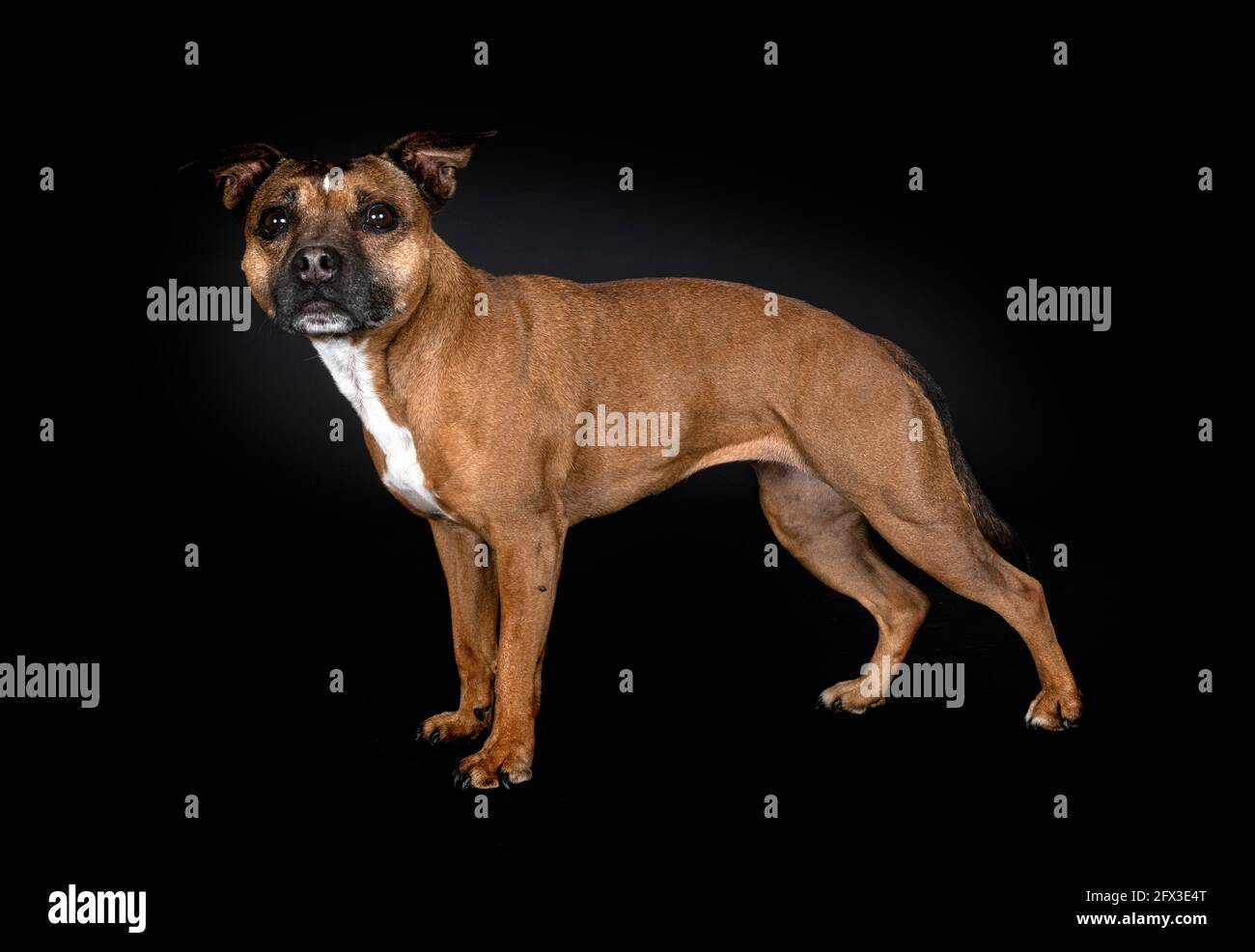 staffordshire bull terrier in front of black background Stock Photo - Alamy