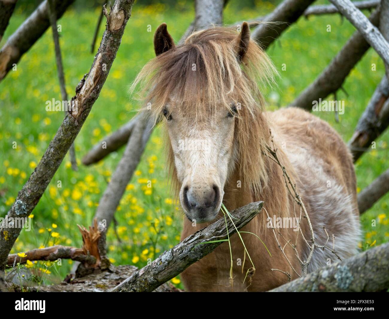 Wild looking ponies in a natural setting Stock Photo - Alamy