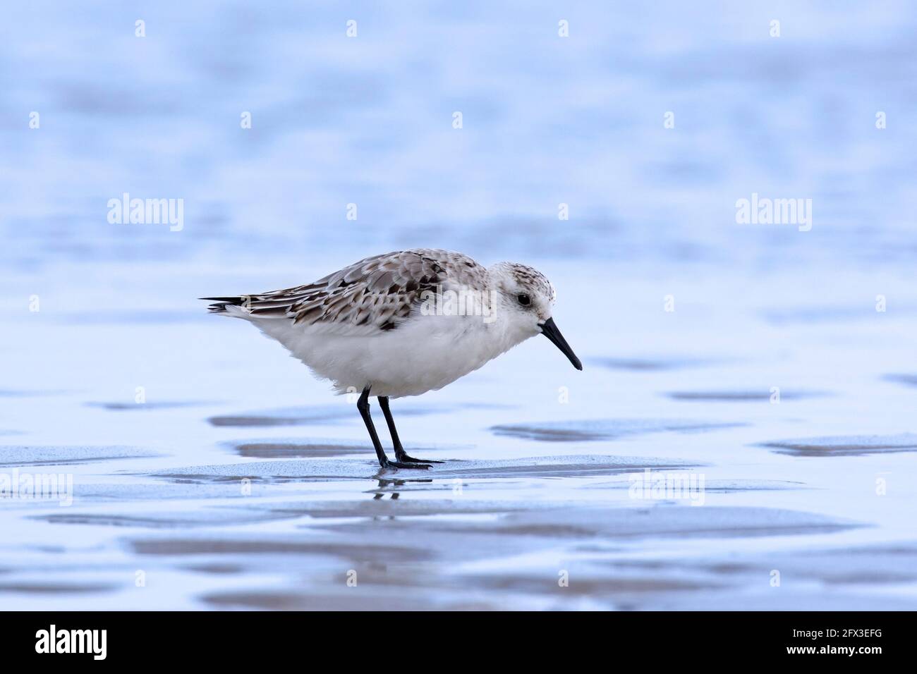 Sanderling in winter plumage hi-res stock photography and images - Alamy