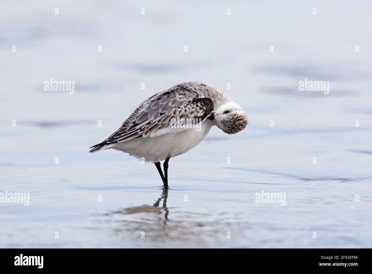 Sanderling (Calidris alba) in winter plumage preening wing feathers on ...
