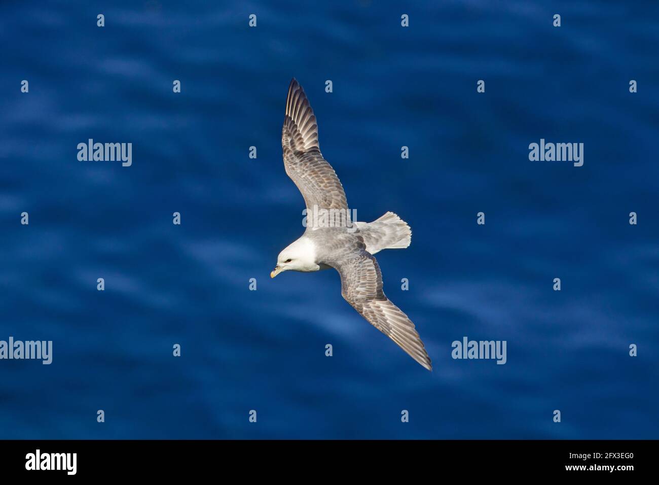Northern fulmar / Arctic fulmar (Fulmarus glacialis) in flight soaring ...