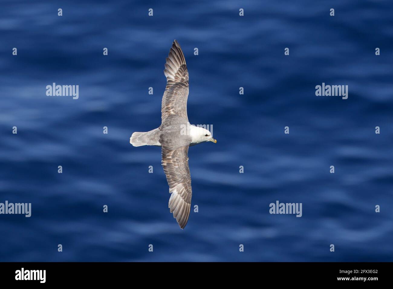 Northern fulmar / Arctic fulmar (Fulmarus glacialis) in flight soaring ...