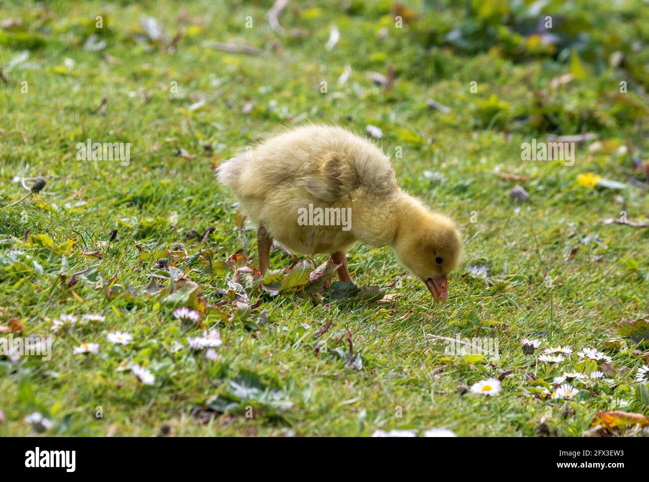 Fluffy birds hi-res stock photography and images - Alamy