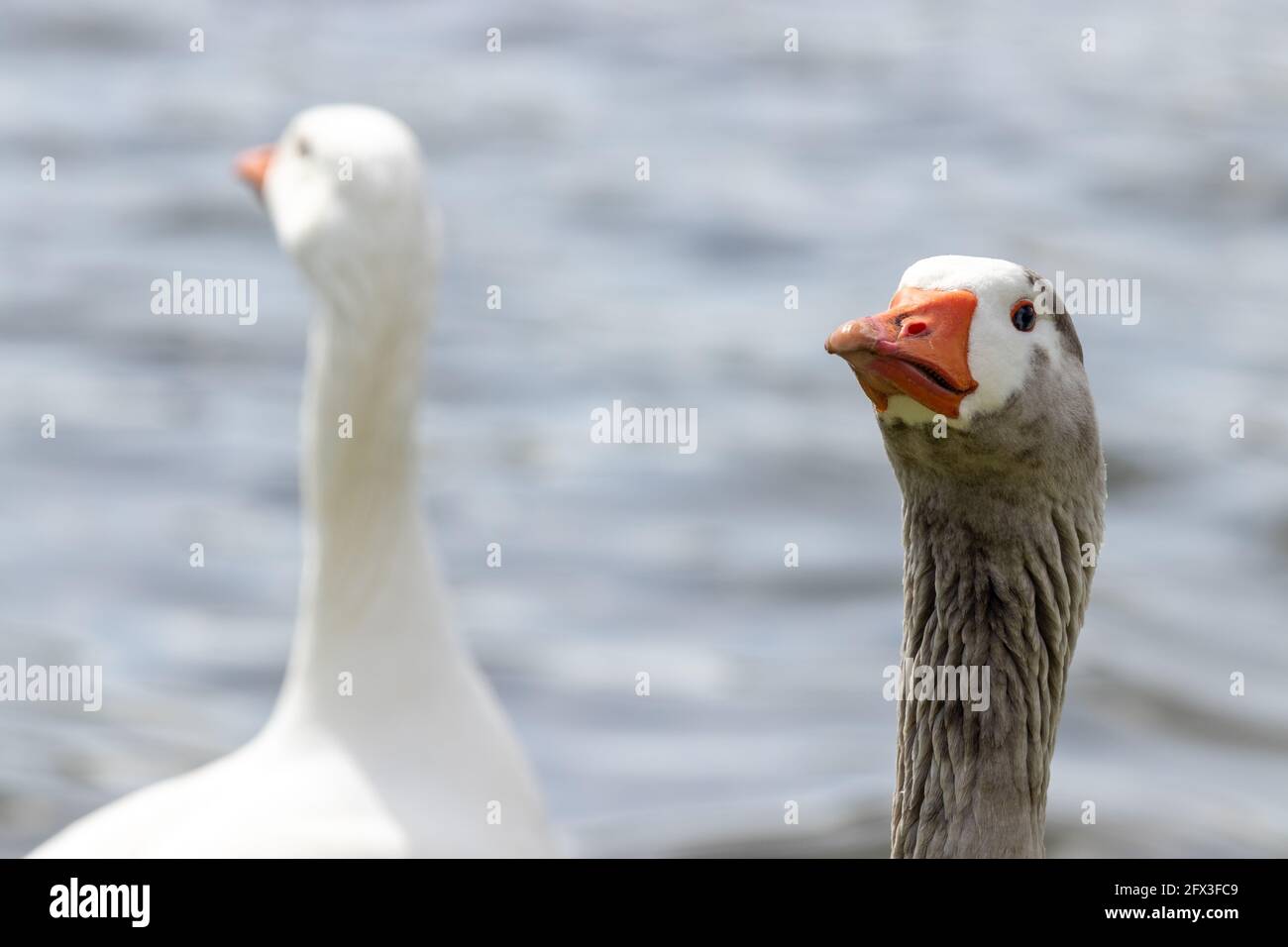 Domestic geese hi-res stock photography and images - Alamy