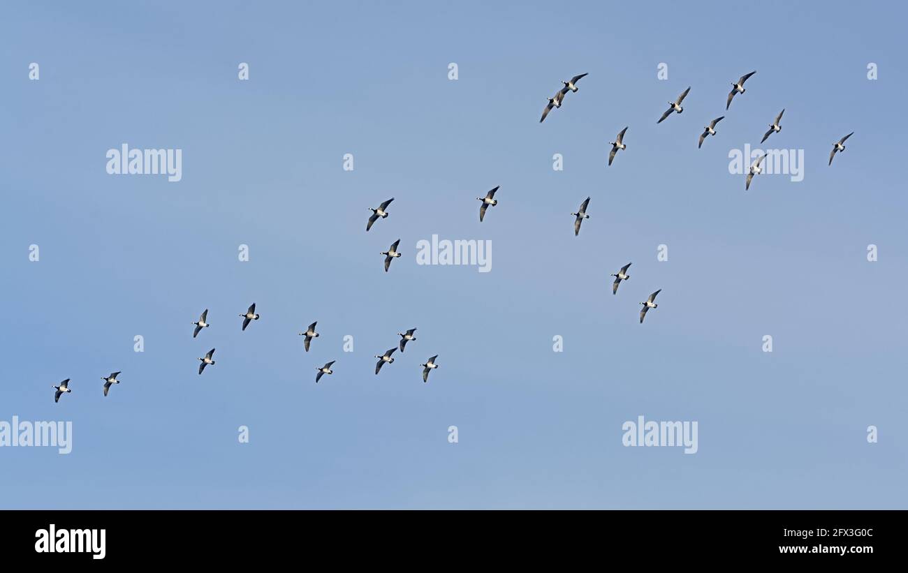 Flock of barnacle geese flying on a blue sky with spread wings, low ...