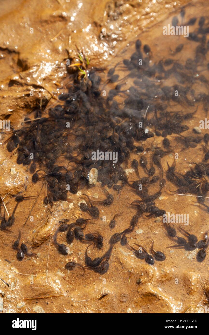 Tadpoles In Water