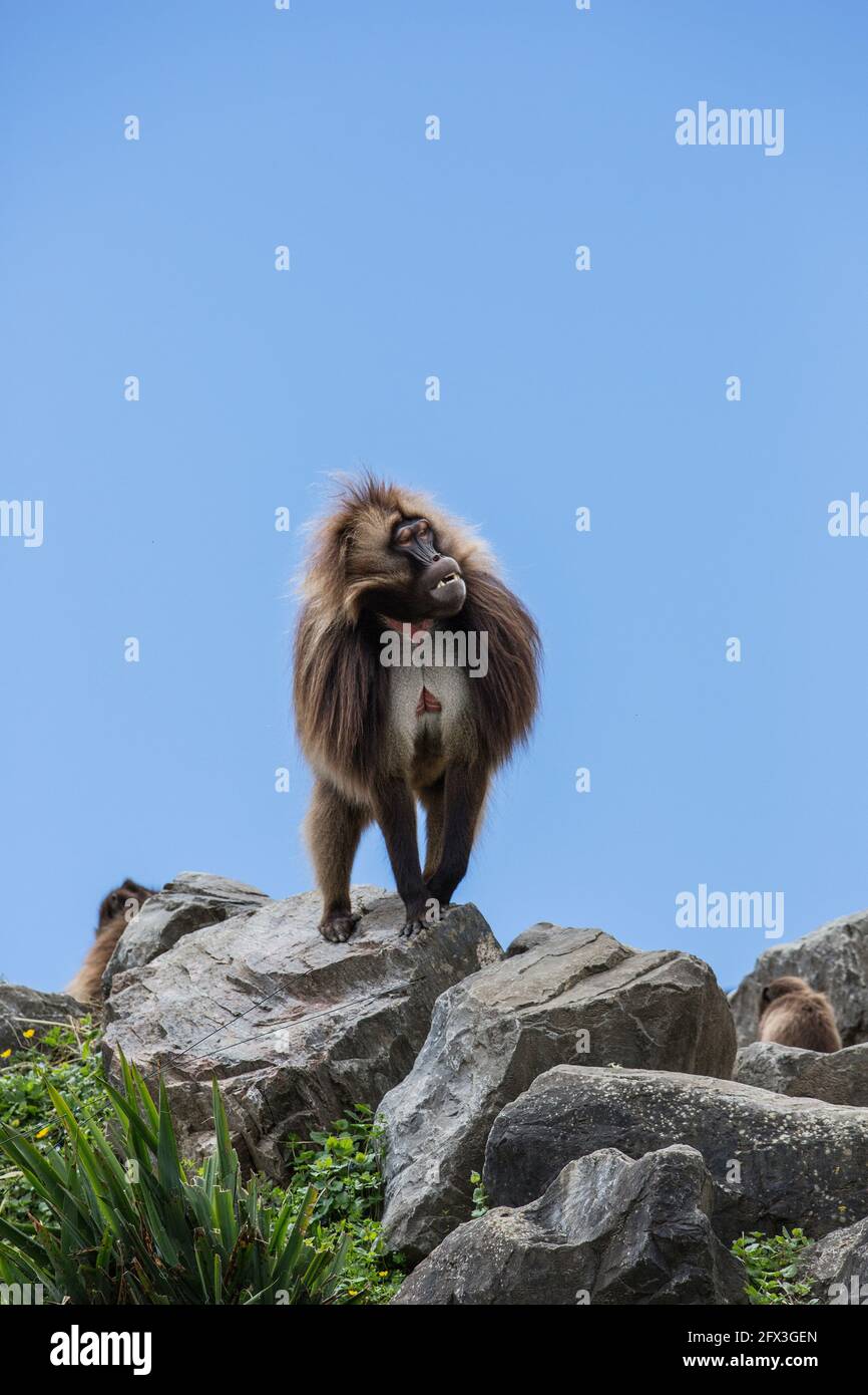 Animals, zoo, captivity Stock Photo - Alamy