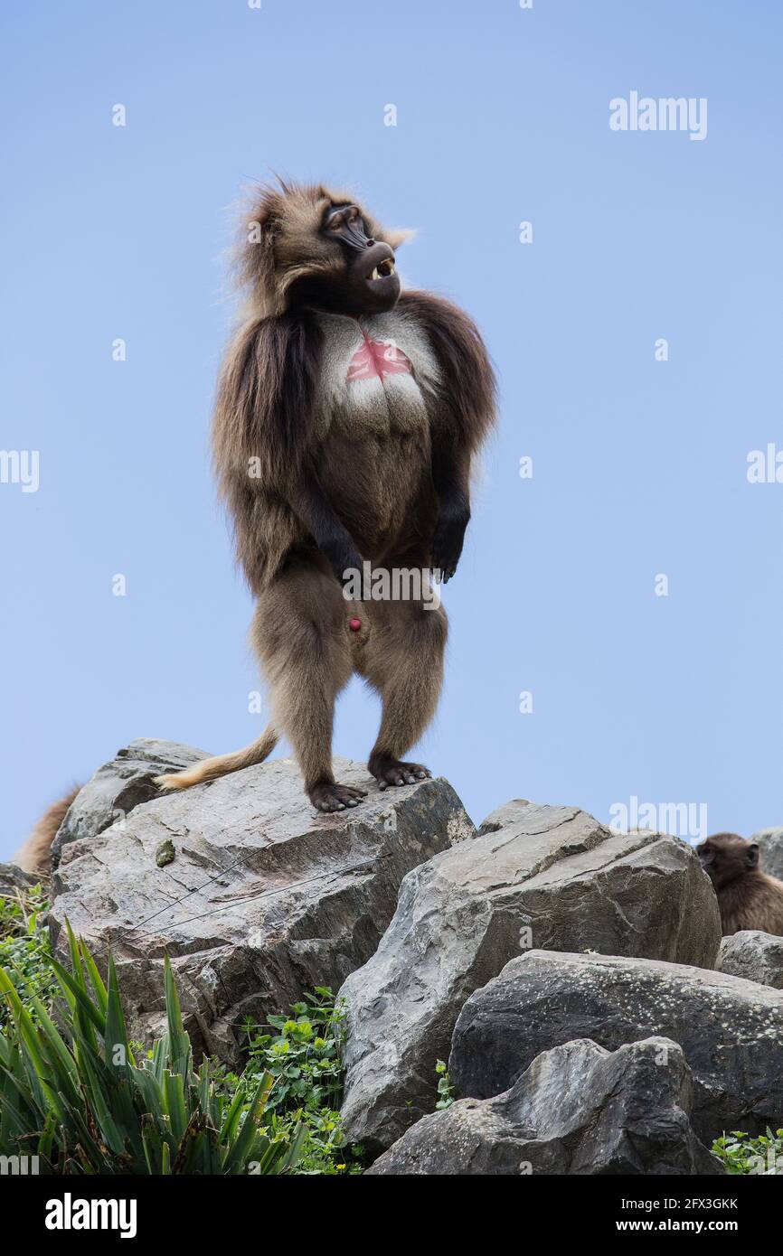 Animals, zoo, captivity Stock Photo - Alamy