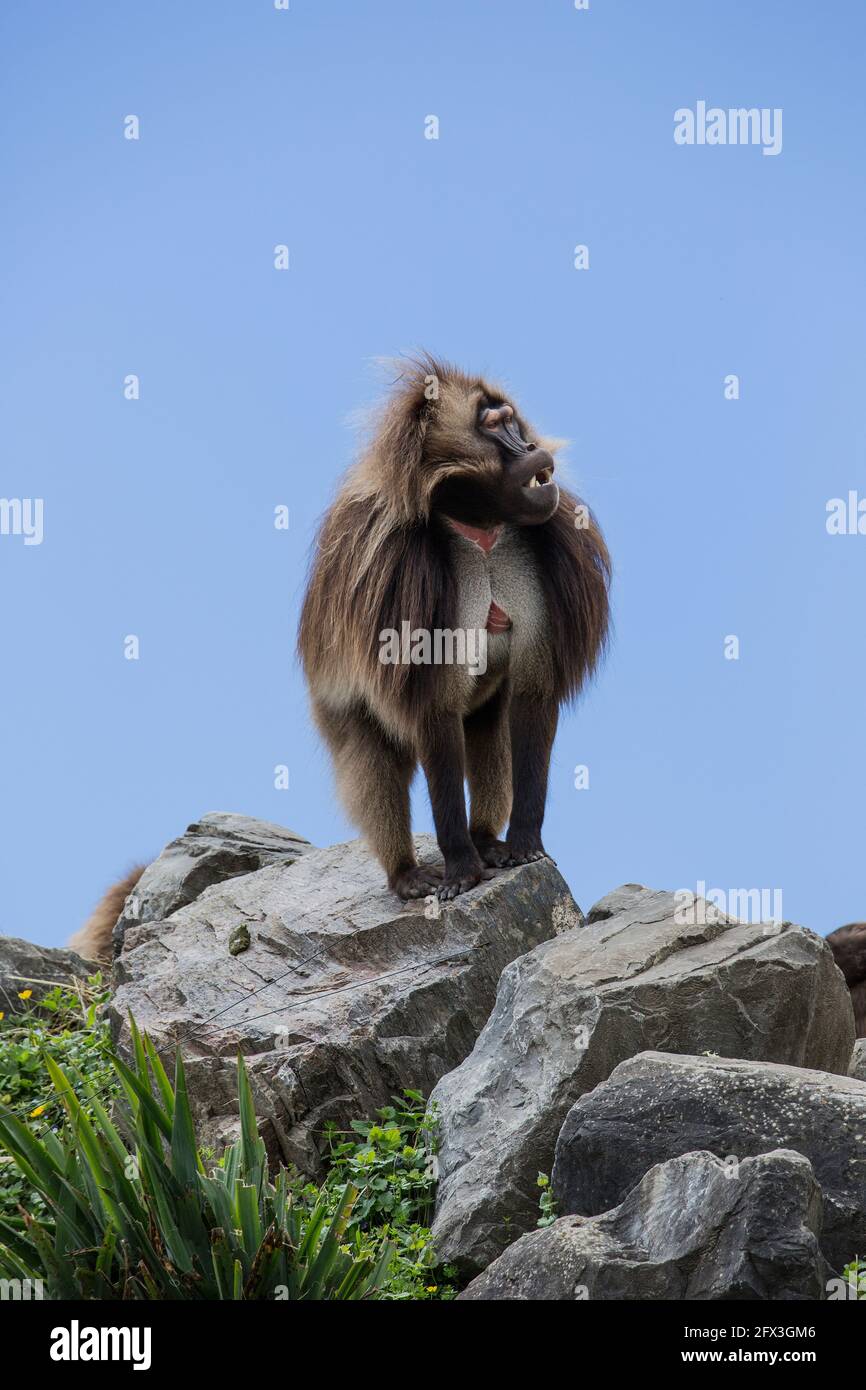 Animals, zoo, captivity Stock Photo - Alamy