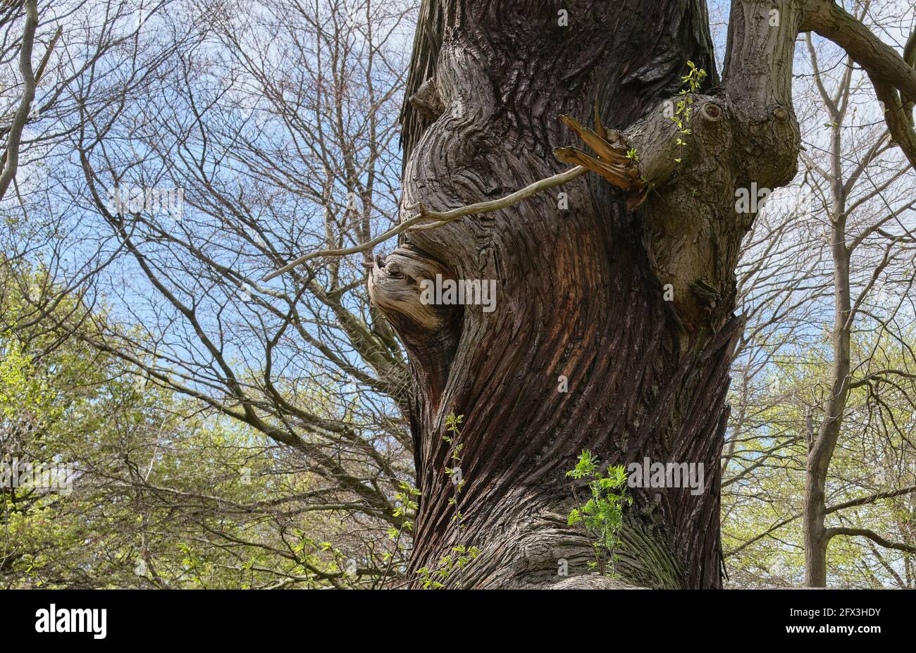Ancient and gnarled chestnut tree trunk Stock Photo - Alamy