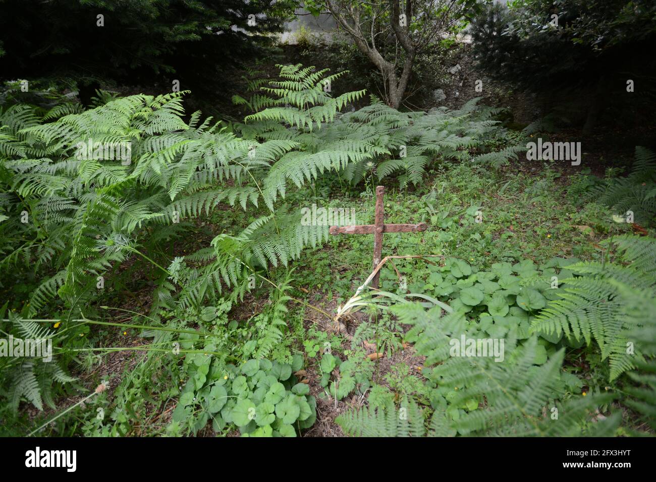 Felci hi-res stock photography and images - Alamy