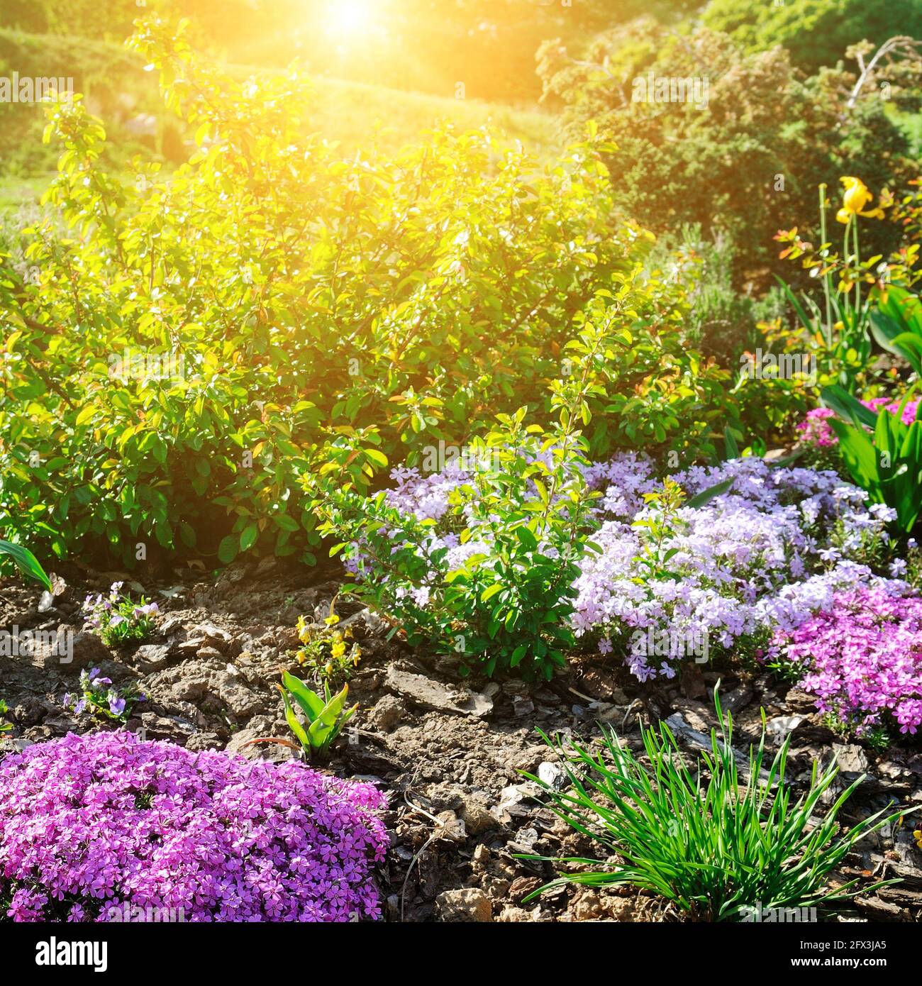 Beautiful flower bed with the first spring flowers. Bright sunlight ...