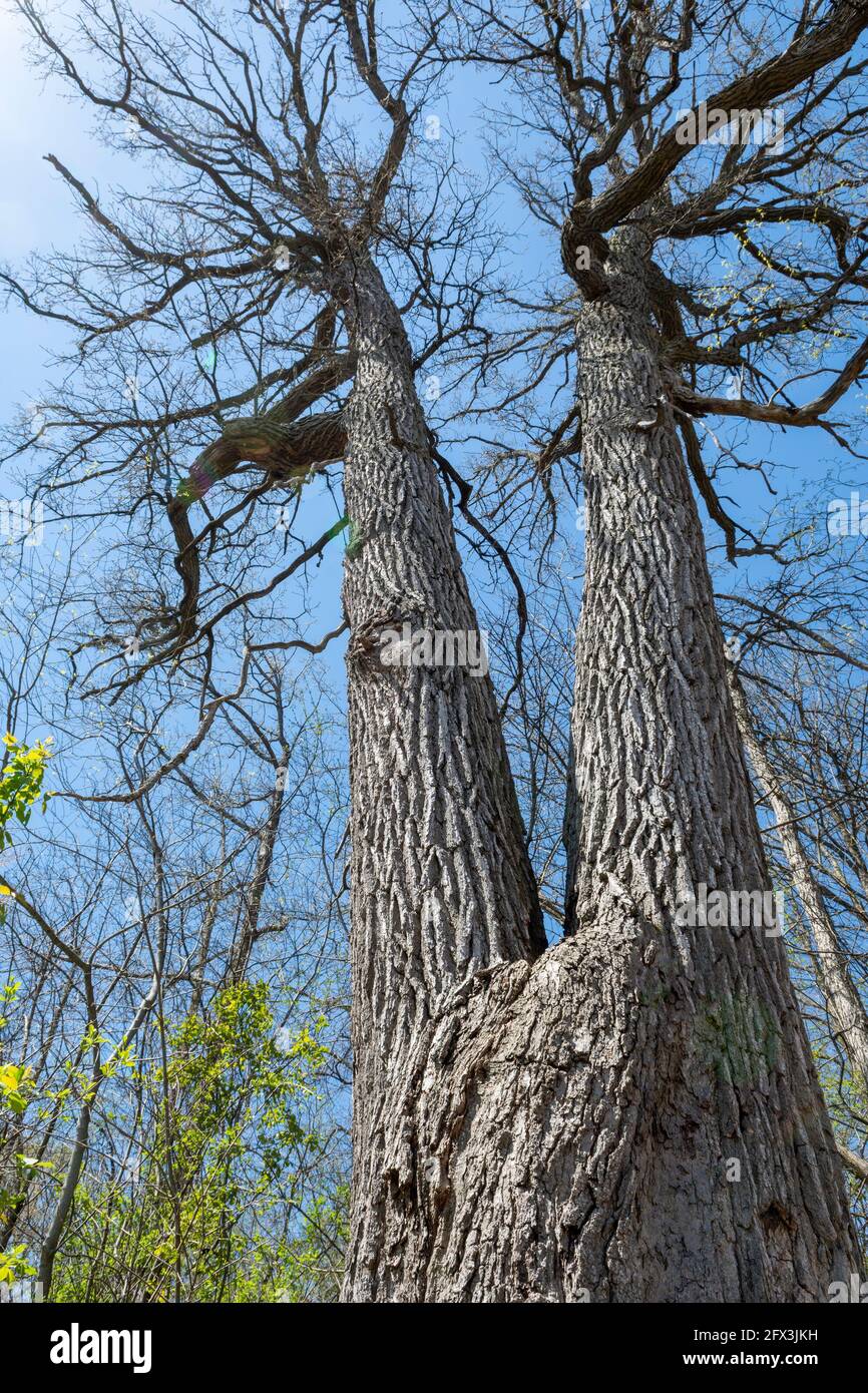 Tall oak hi-res stock photography and images - Alamy