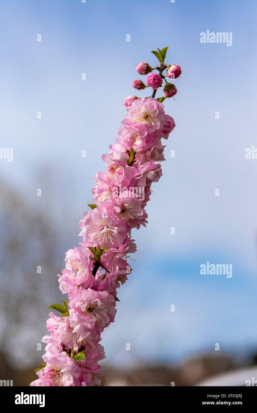 A bush bloomed under windows in Canada Stock Photo - Alamy