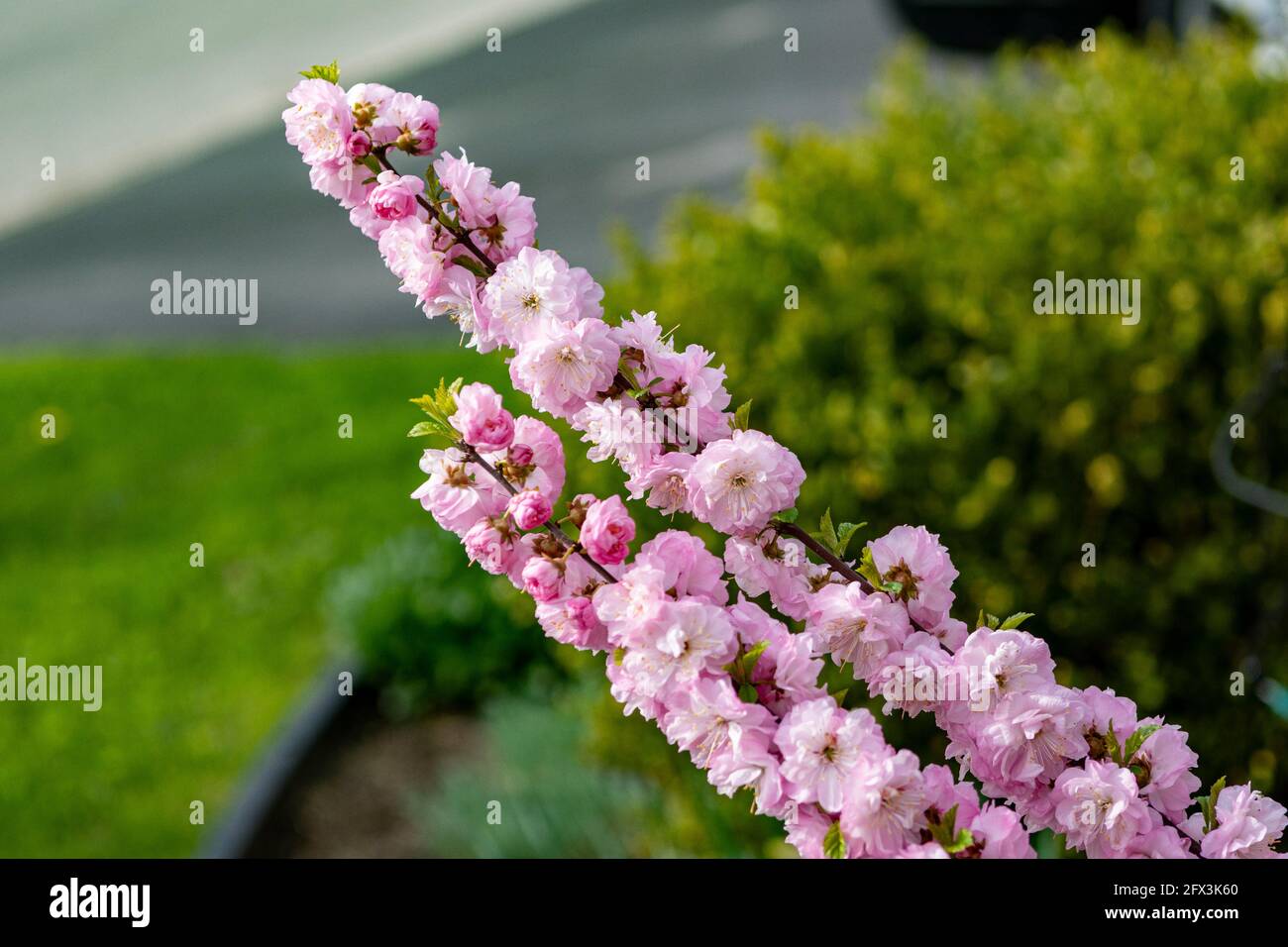 Bush windows hi-res stock photography and images - Alamy