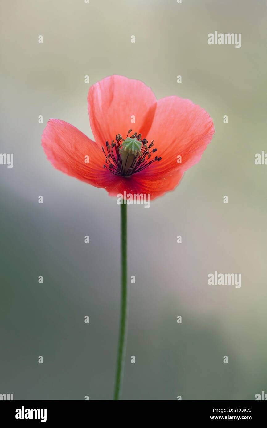 Flor papaver flora hi-res stock photography and images - Alamy