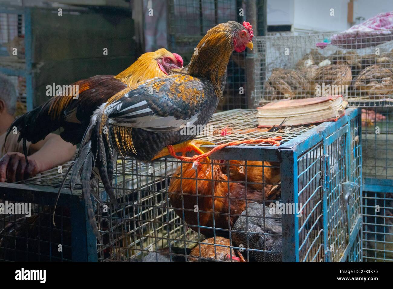 Roosters for sale at old Delhi market. A rooster, also known as cock ...