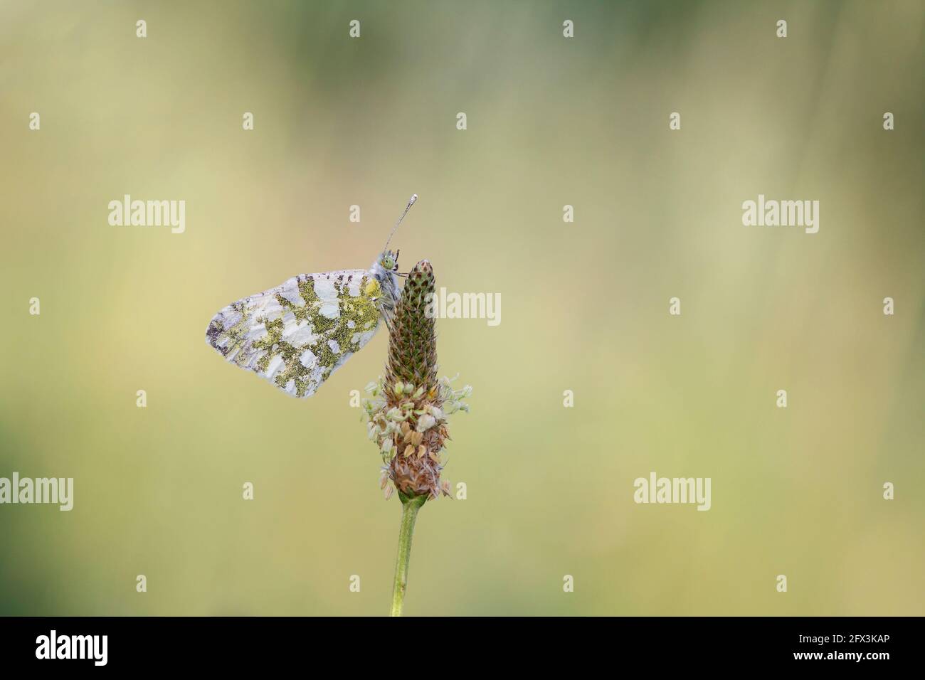 Portuguese dappled white (Euchloe tagis Stock Photo - Alamy