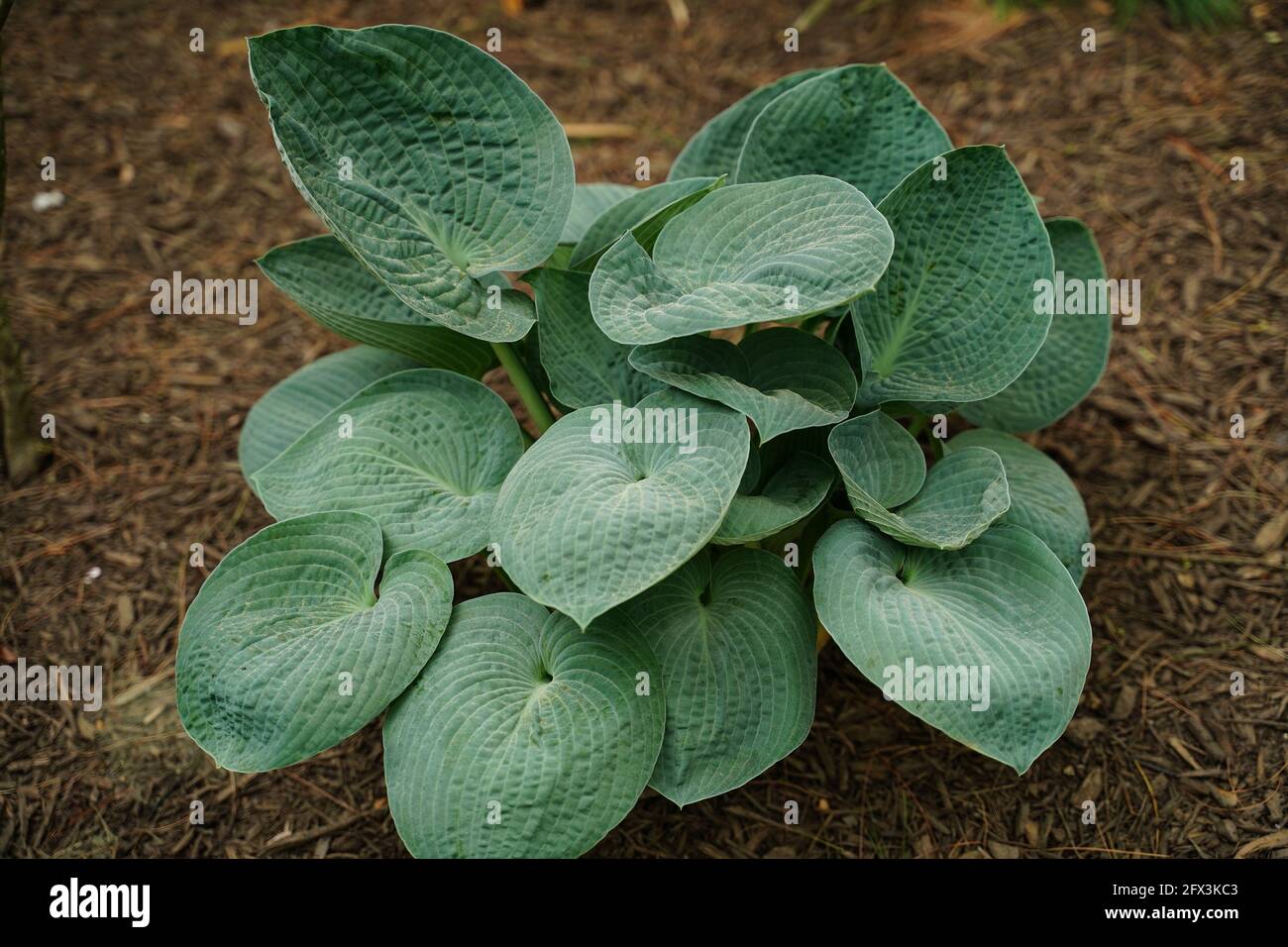 Hosta big daddy hi-res stock photography and images - Alamy
