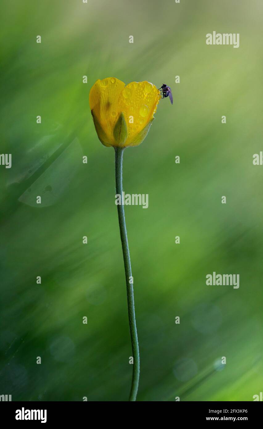 Ranunculus sp hi-res stock photography and images - Alamy