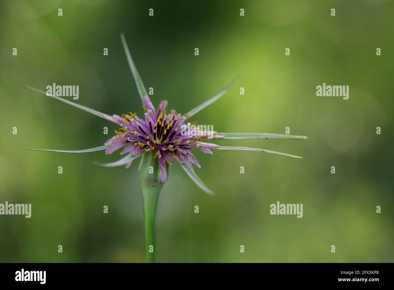 Flower of common salsify (Trgopogon porrifolius Stock Photo - Alamy