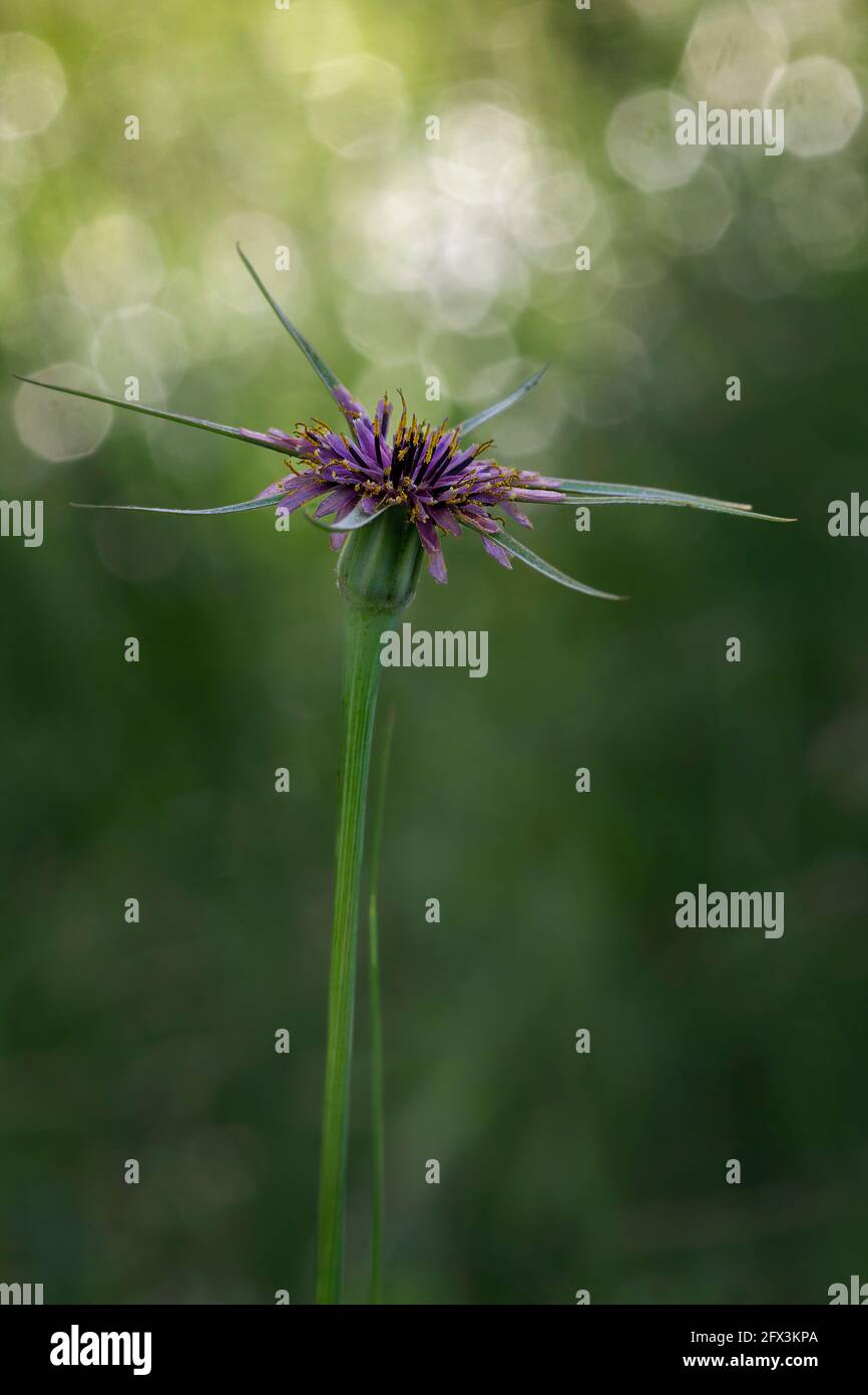 Flower of common salsify (Trgopogon porrifolius Stock Photo - Alamy