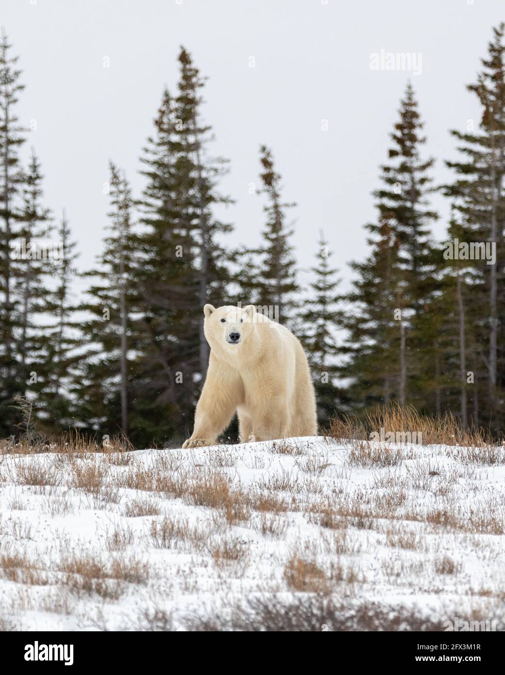 One solitary male polar bear walking across frozen, snowy forest, woods ...